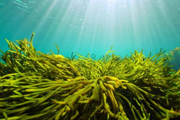 18 Different Types of Ocean Plants