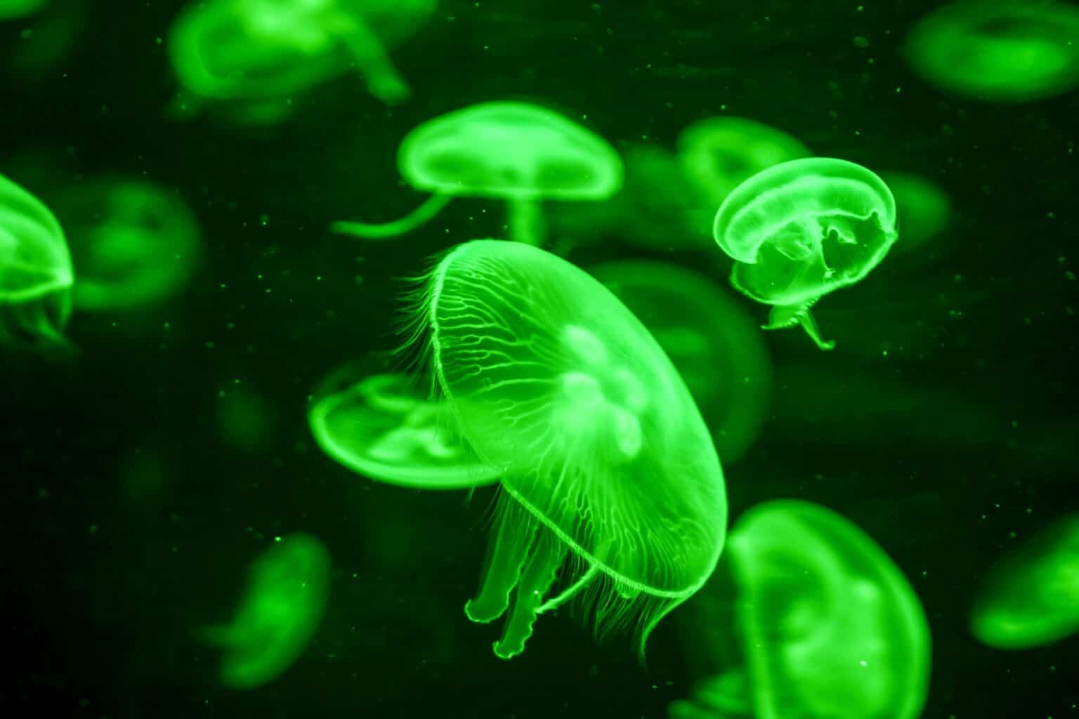 11 Different Jellyfish Colors Explained