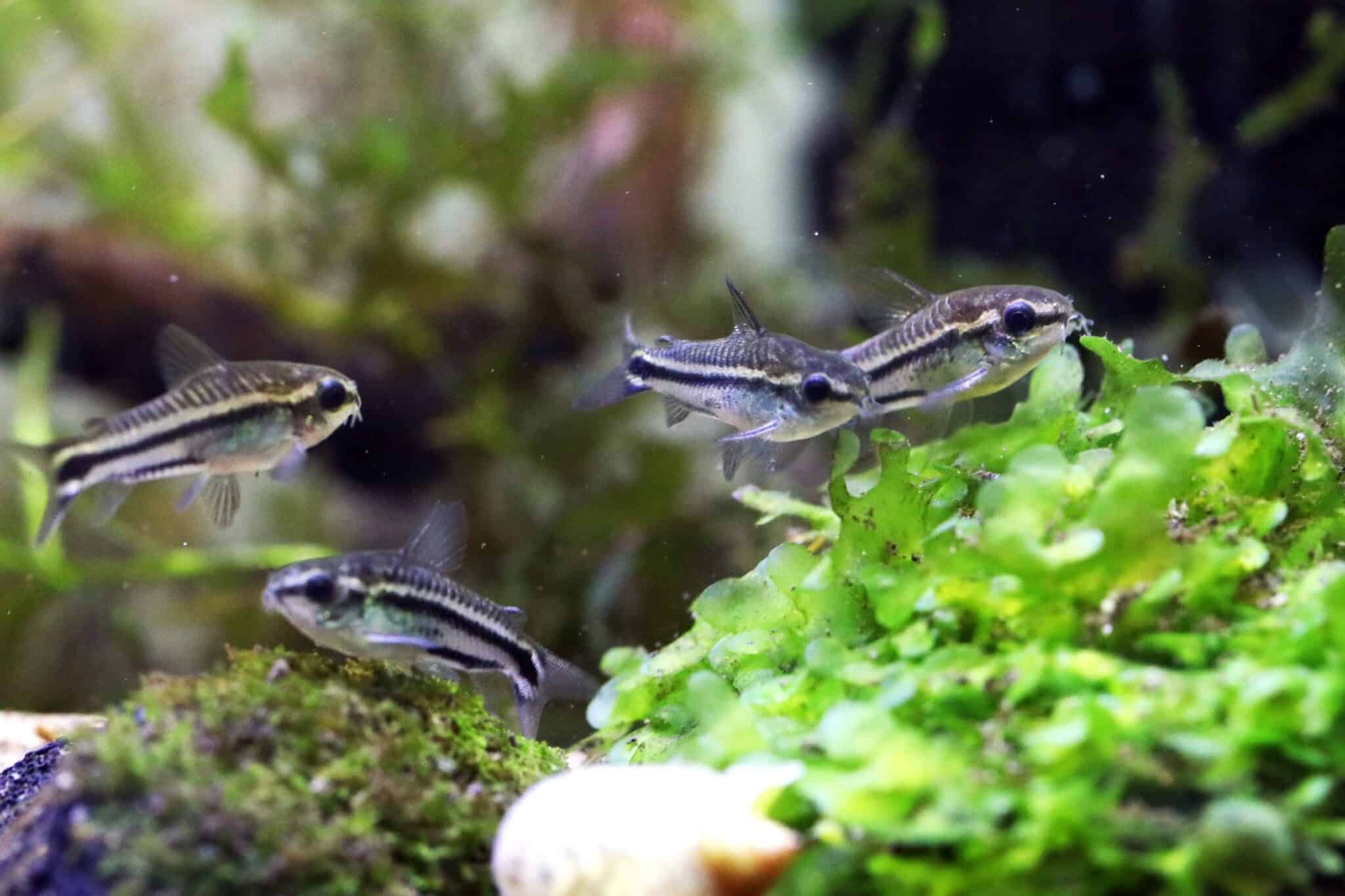15 Best Cory Catfish Types for Your Aquarium