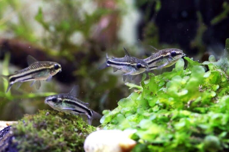 15 Best Cory Catfish Types for Your Aquarium