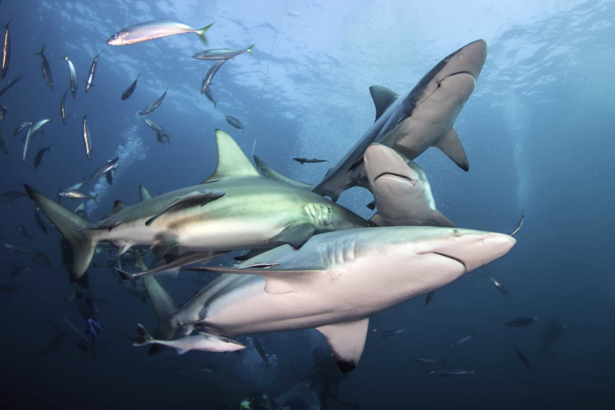 What Is a Group of Sharks Called? (4 Common Terms)