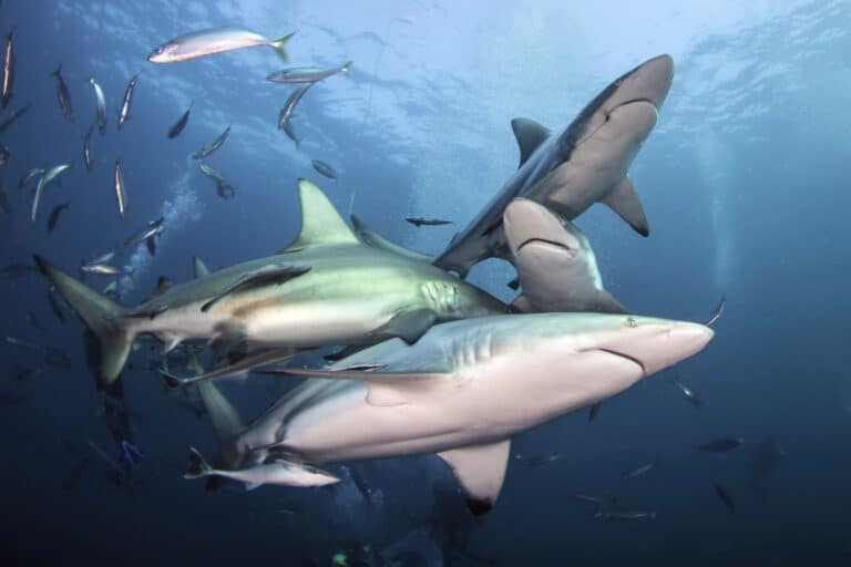 What Is a Group of Sharks Called? (4 Common Terms)