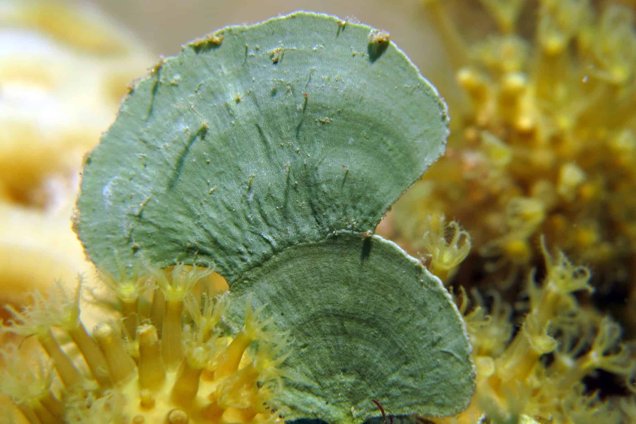 18 Different Types of Ocean Plants