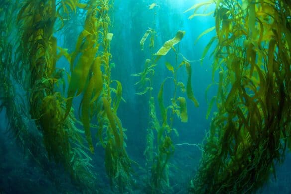 18 Different Types of Ocean Plants