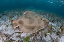 44 Different Types of Rays: Identification Guide