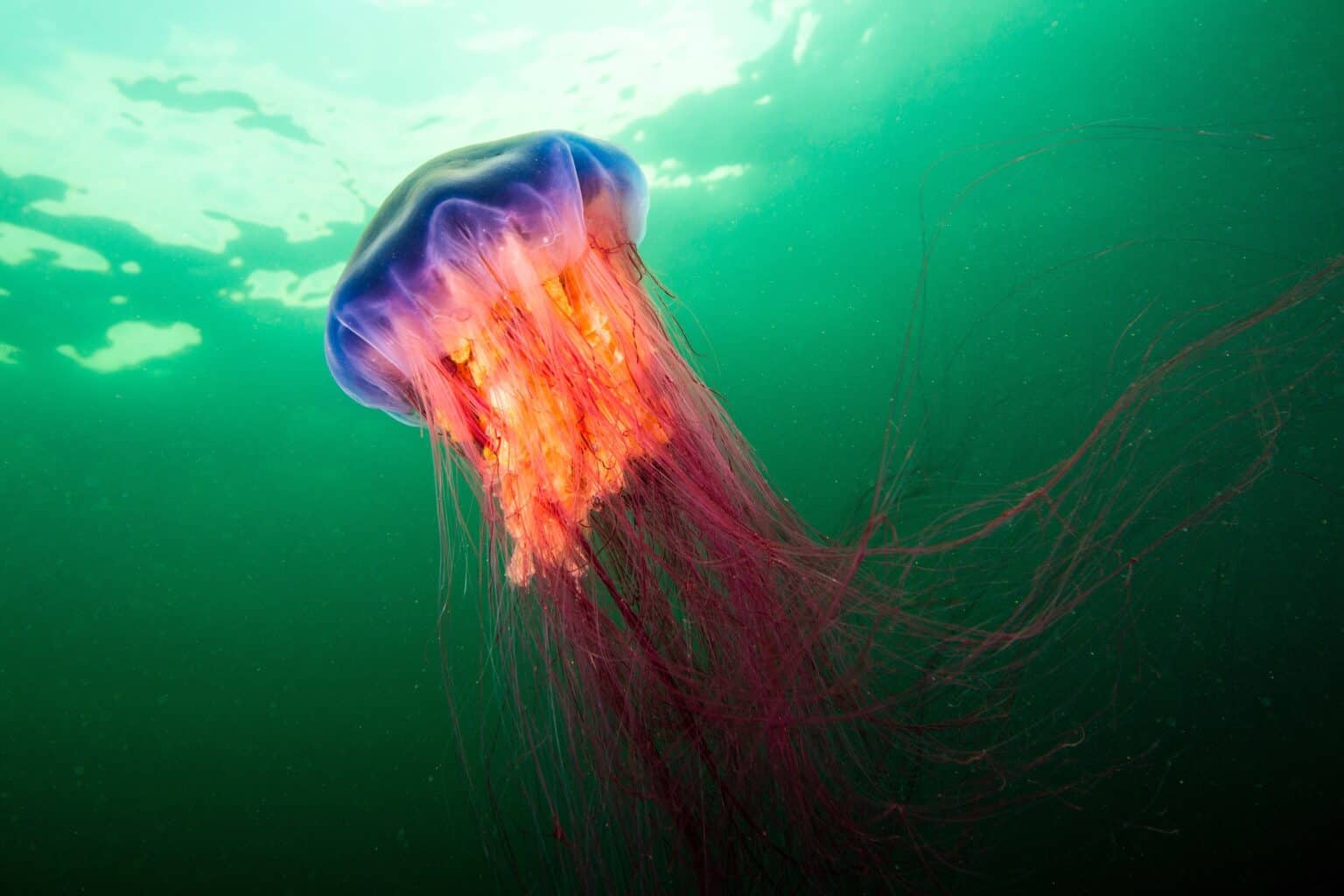11 Different Jellyfish Colors Explained