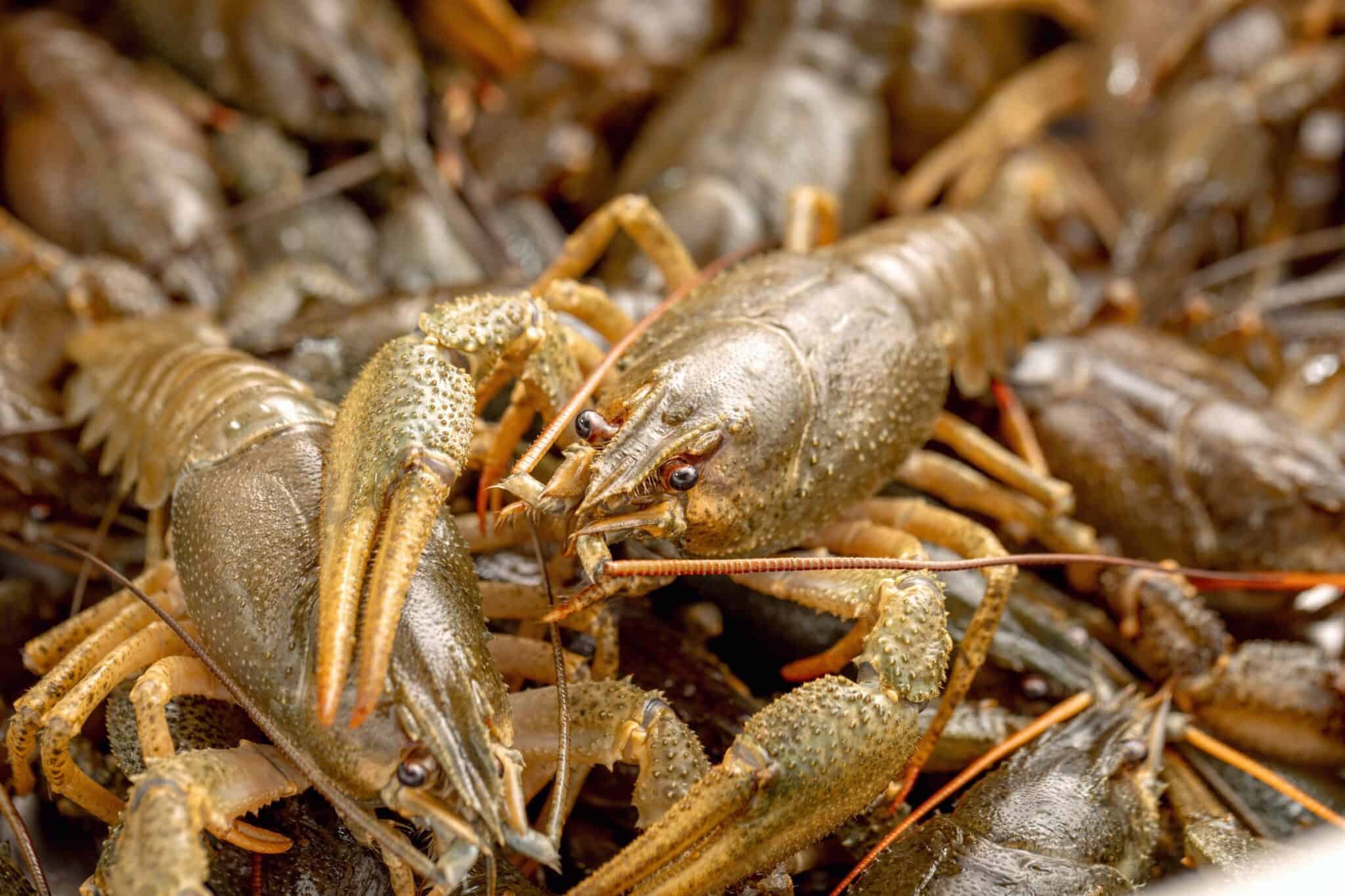Crayfish vs. Lobster: What Are the Differences?