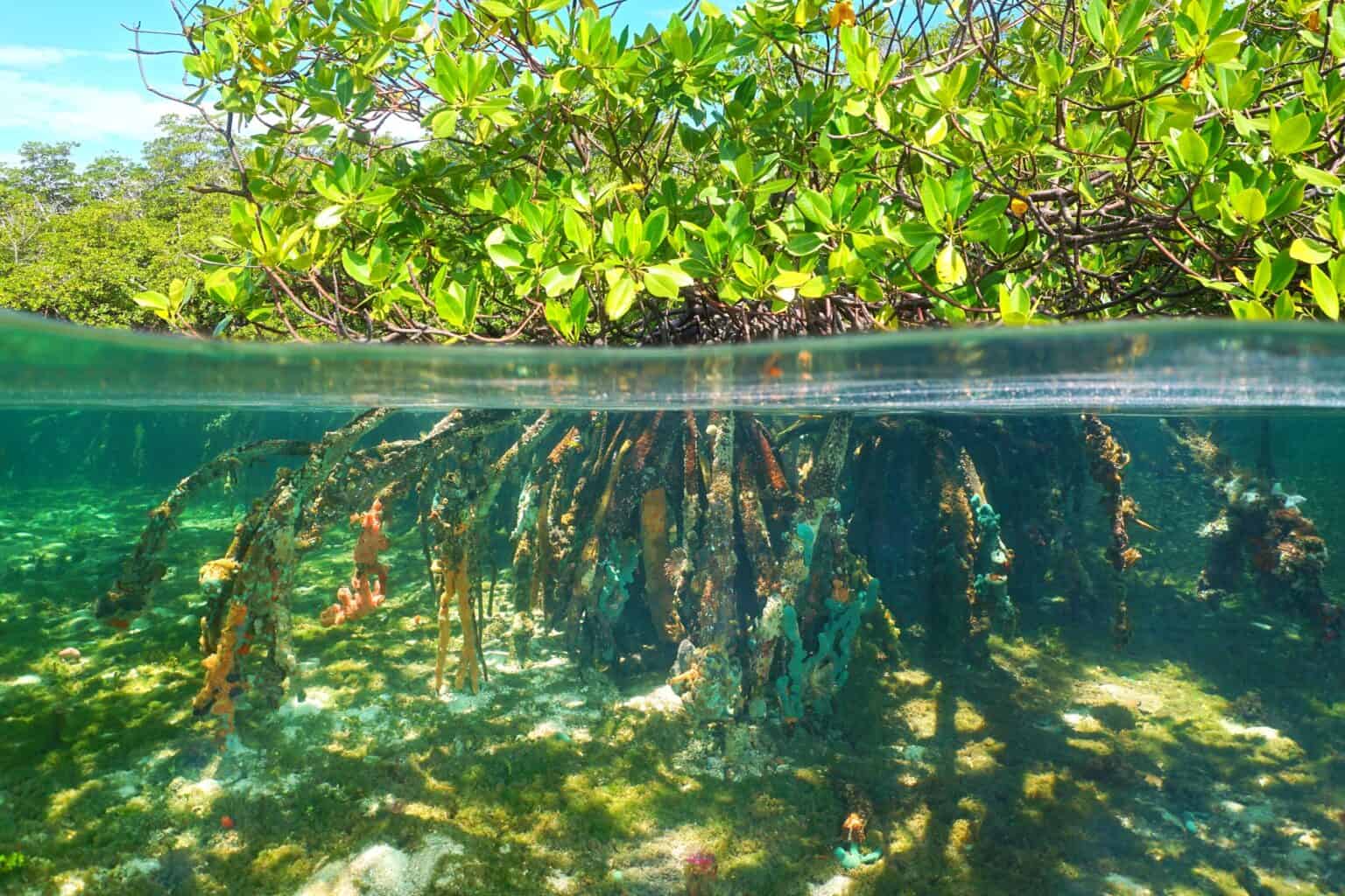 18 Different Types of Ocean Plants