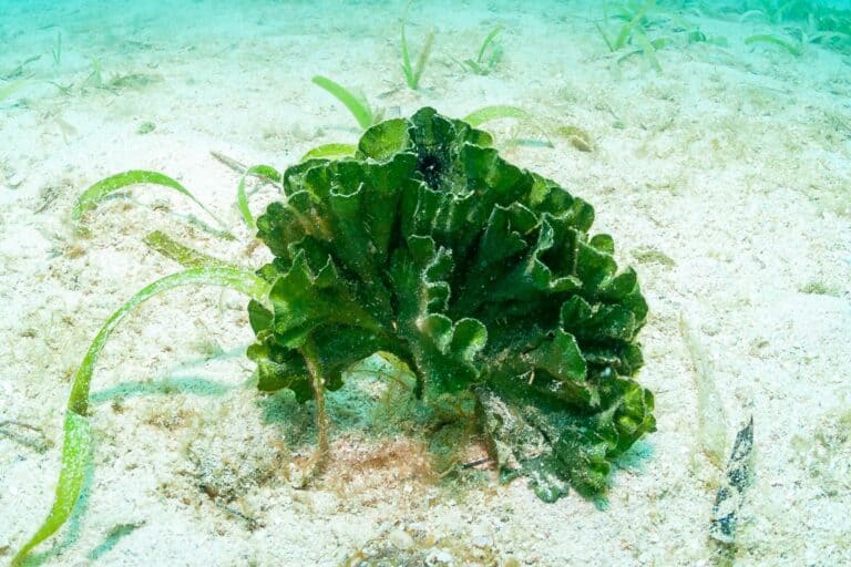 18 Different Types of Ocean Plants