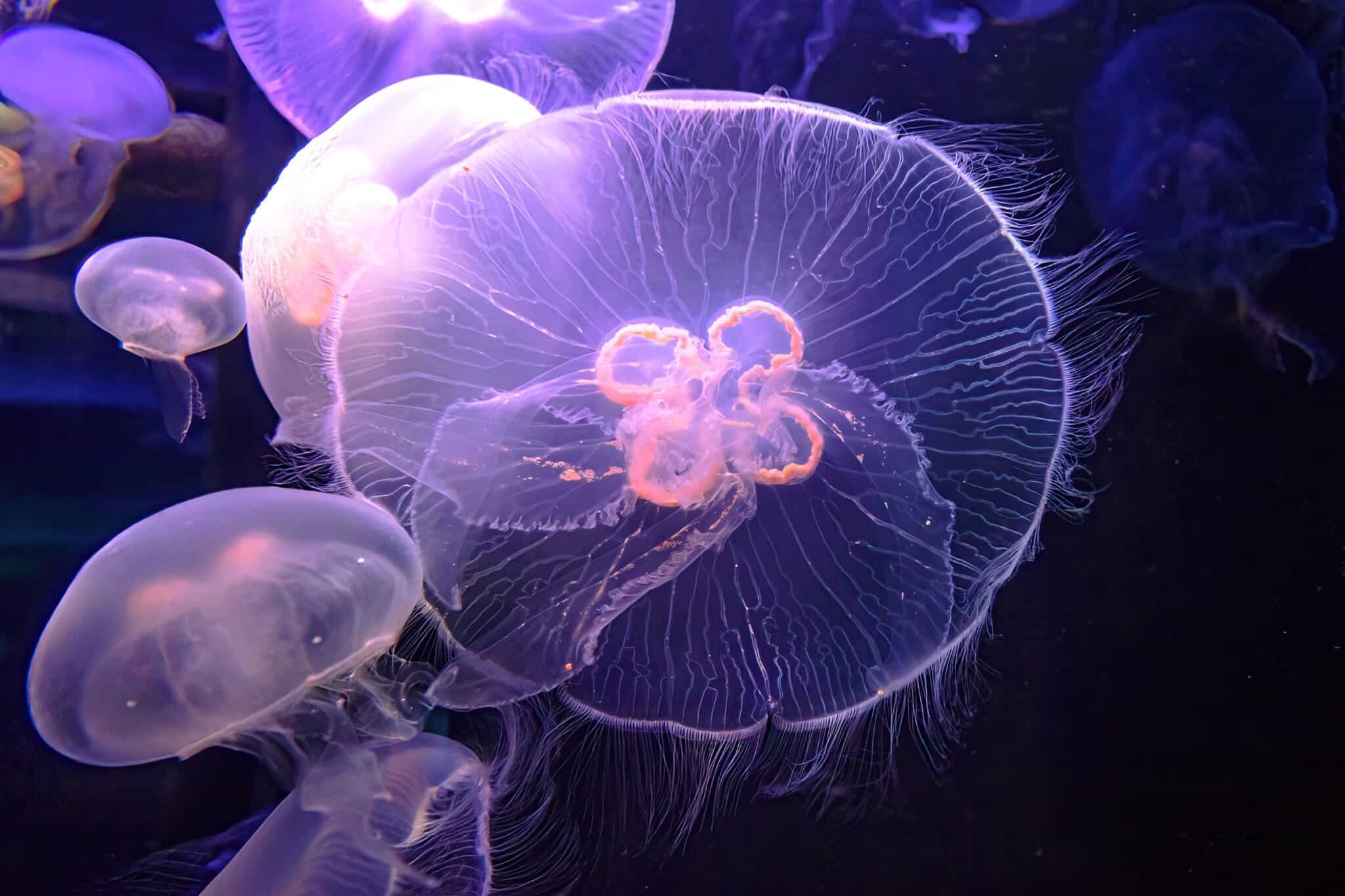 11 Different Jellyfish Colors Explained