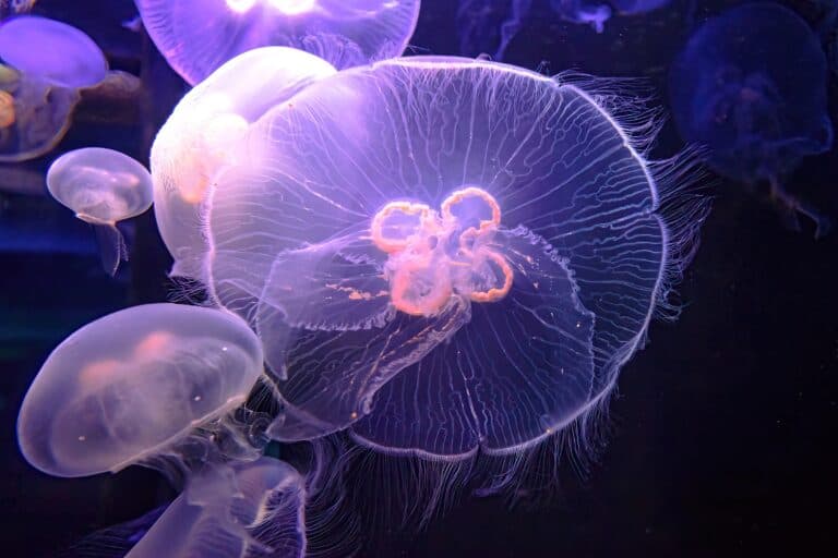 11 Different Jellyfish Colors Explained