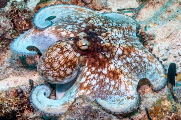 Squid vs. Octopus: What Are the Differences?