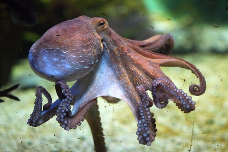 Squid vs. Octopus: What Are the Differences?
