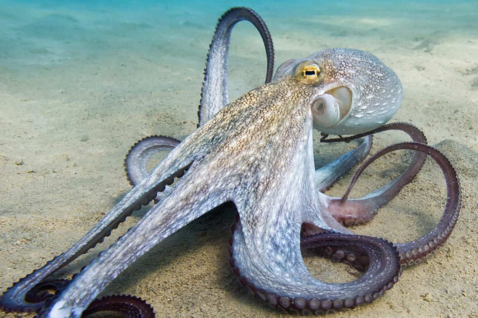 Squid vs. Octopus: What Are the Differences?