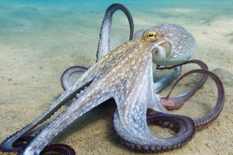 Squid vs. Octopus: What Are the Differences?