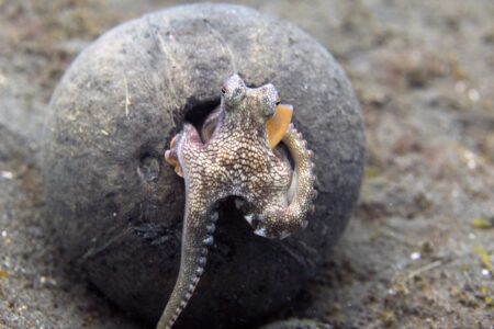 Octopus Brain & Intelligence: How Smart Are Octopuses?