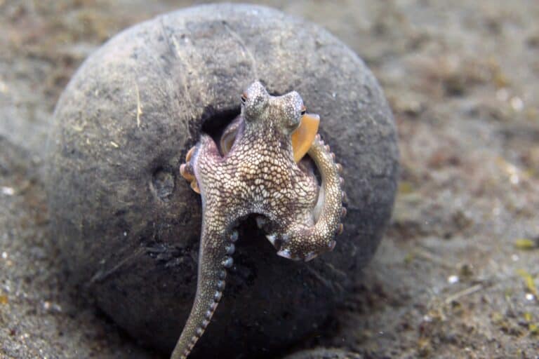 Octopus Brain & Intelligence: How Smart Are Octopuses?