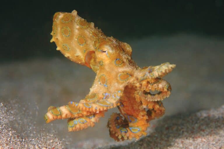 Squid vs. Octopus: What Are the Differences?