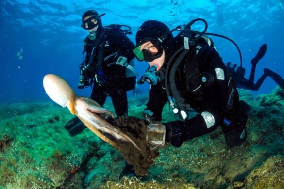 Do Octopuses Have Ink? (And What Is It Made of?)