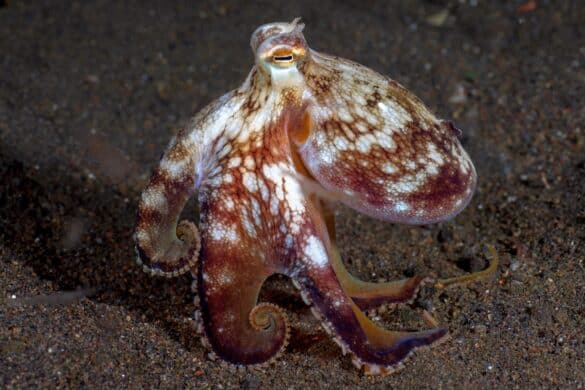 Squid vs. Octopus: What Are the Differences?