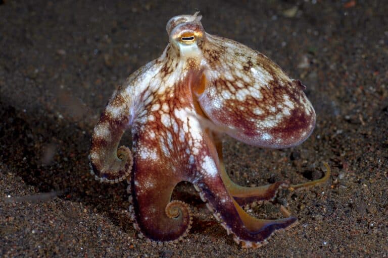 Squid vs. Octopus: What Are the Differences?