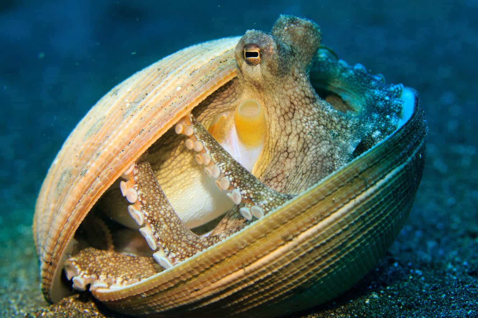 Squid vs. Octopus: What Are the Differences?