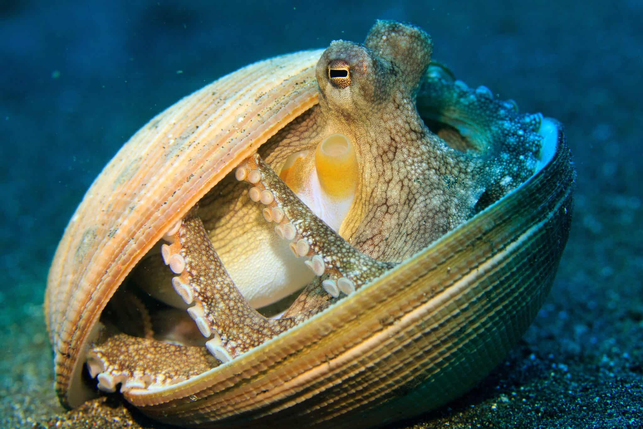 Squid vs. Octopus: What Are the Differences?