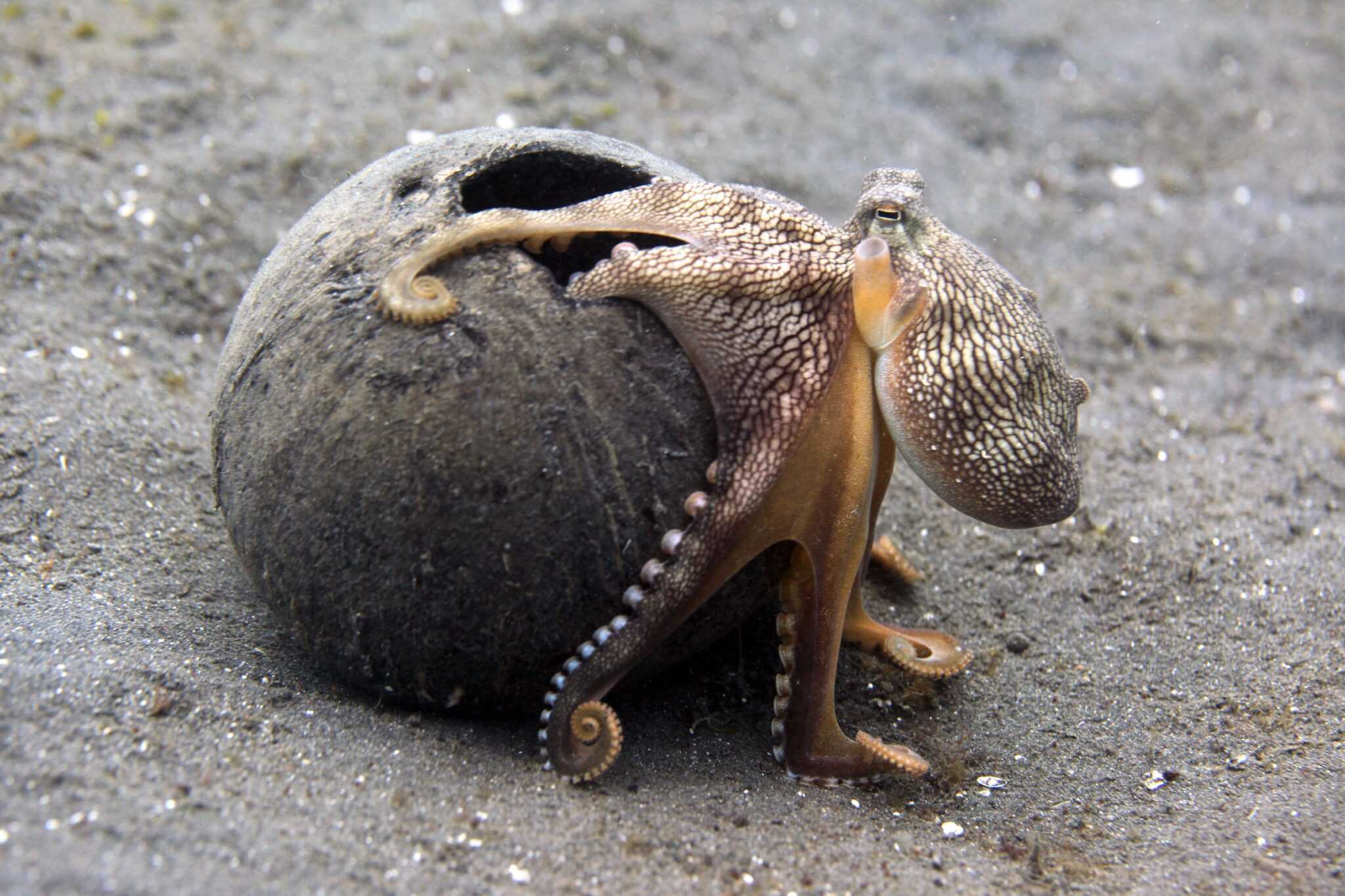 Octopus Brain & Intelligence: How Smart Are Octopuses?
