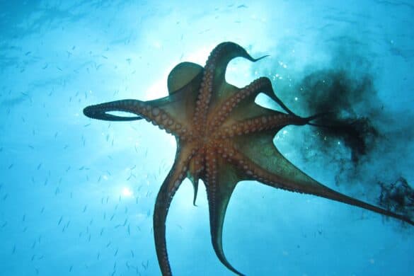 Do Octopuses Have Ink? (And What Is It Made of?)