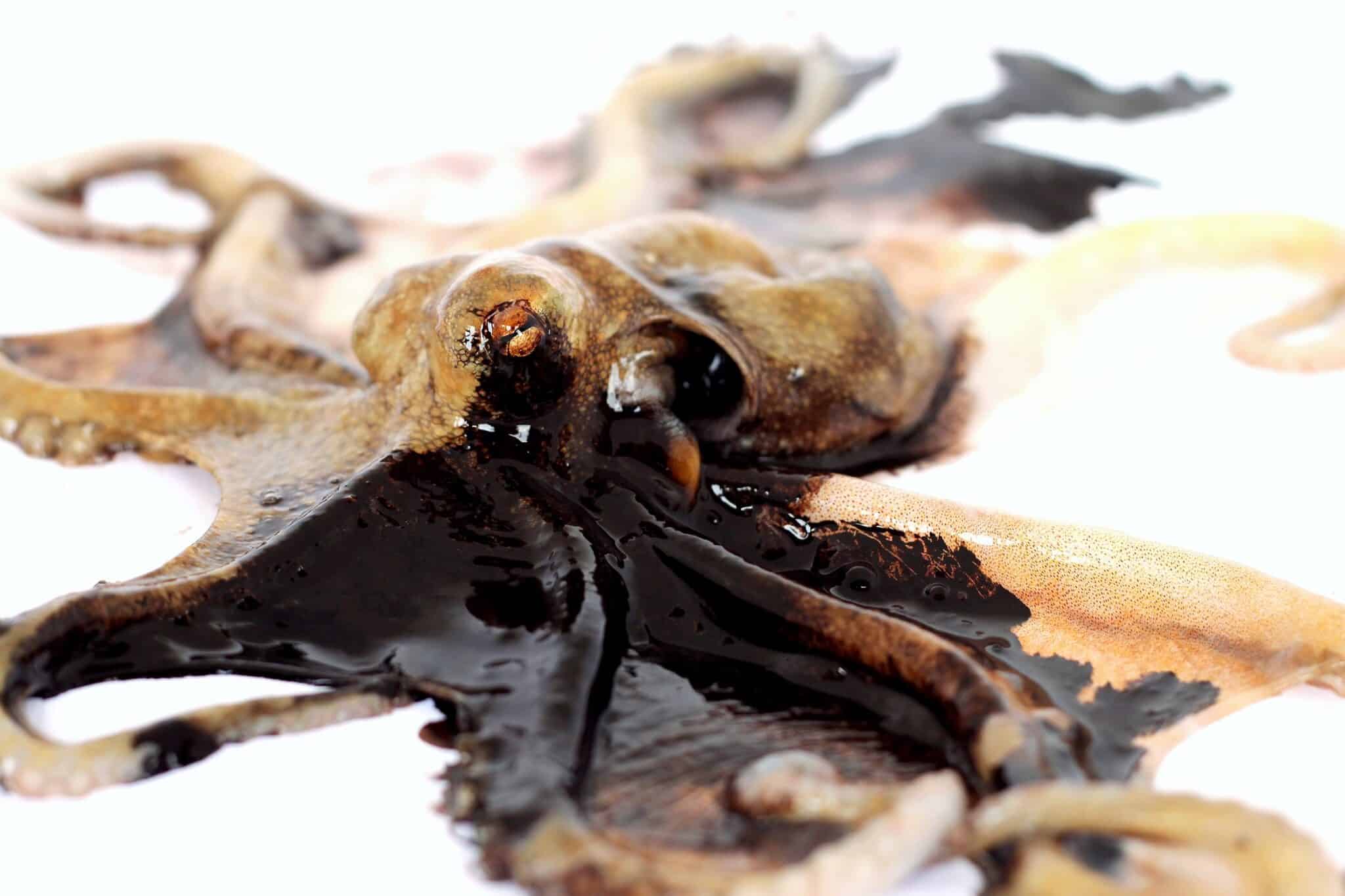 Do Octopuses Have Ink? (And What Is It Made of?)