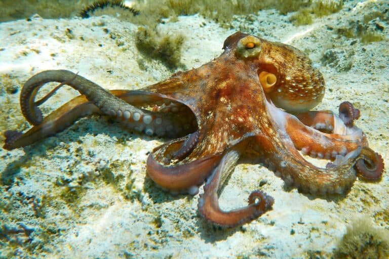 Squid vs. Octopus: What Are the Differences?