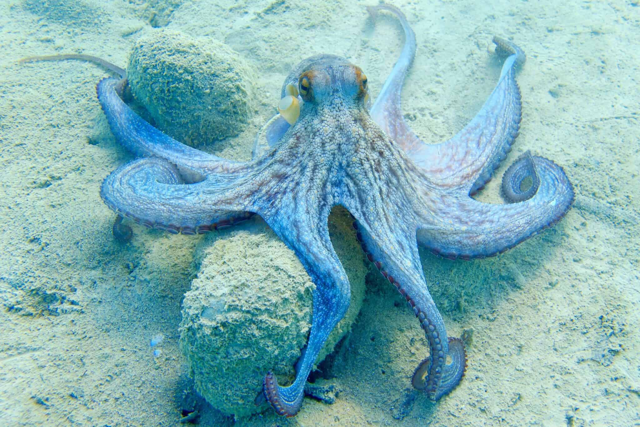 Squid vs. Octopus: What Are the Differences?