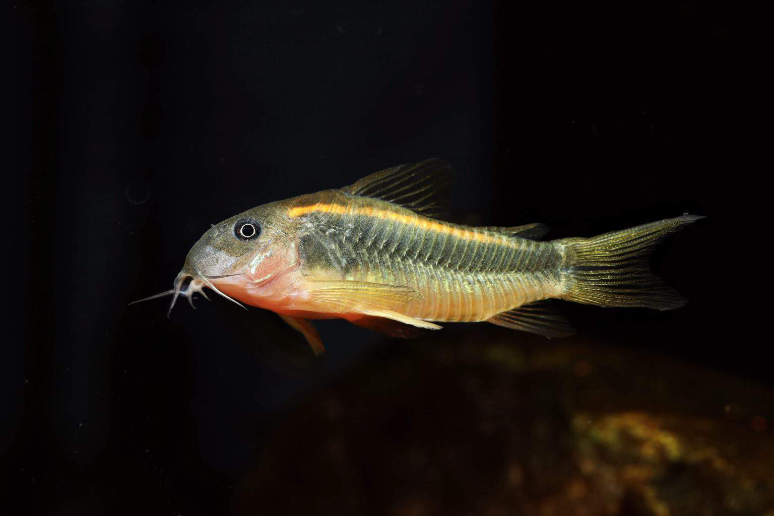 15 Best Cory Catfish Types for Your Aquarium