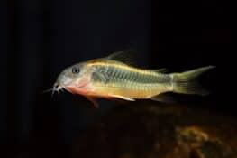 15 Best Cory Catfish Types for Your Aquarium
