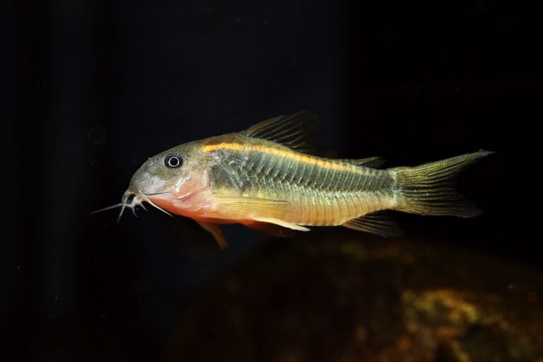 15 Best Cory Catfish Types for Your Aquarium