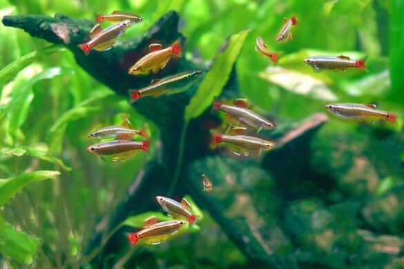 How Many Fish Per Gallon? (Answers for Different Tank Sizes)