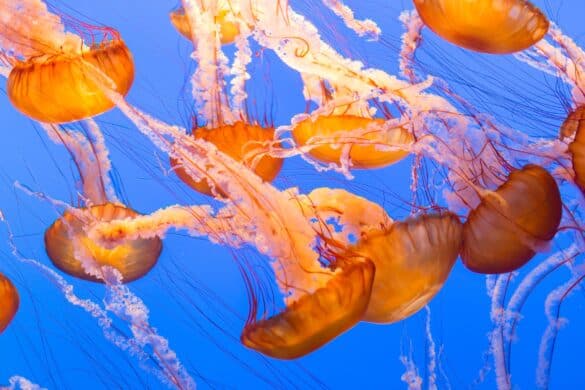 11 Different Jellyfish Colors Explained