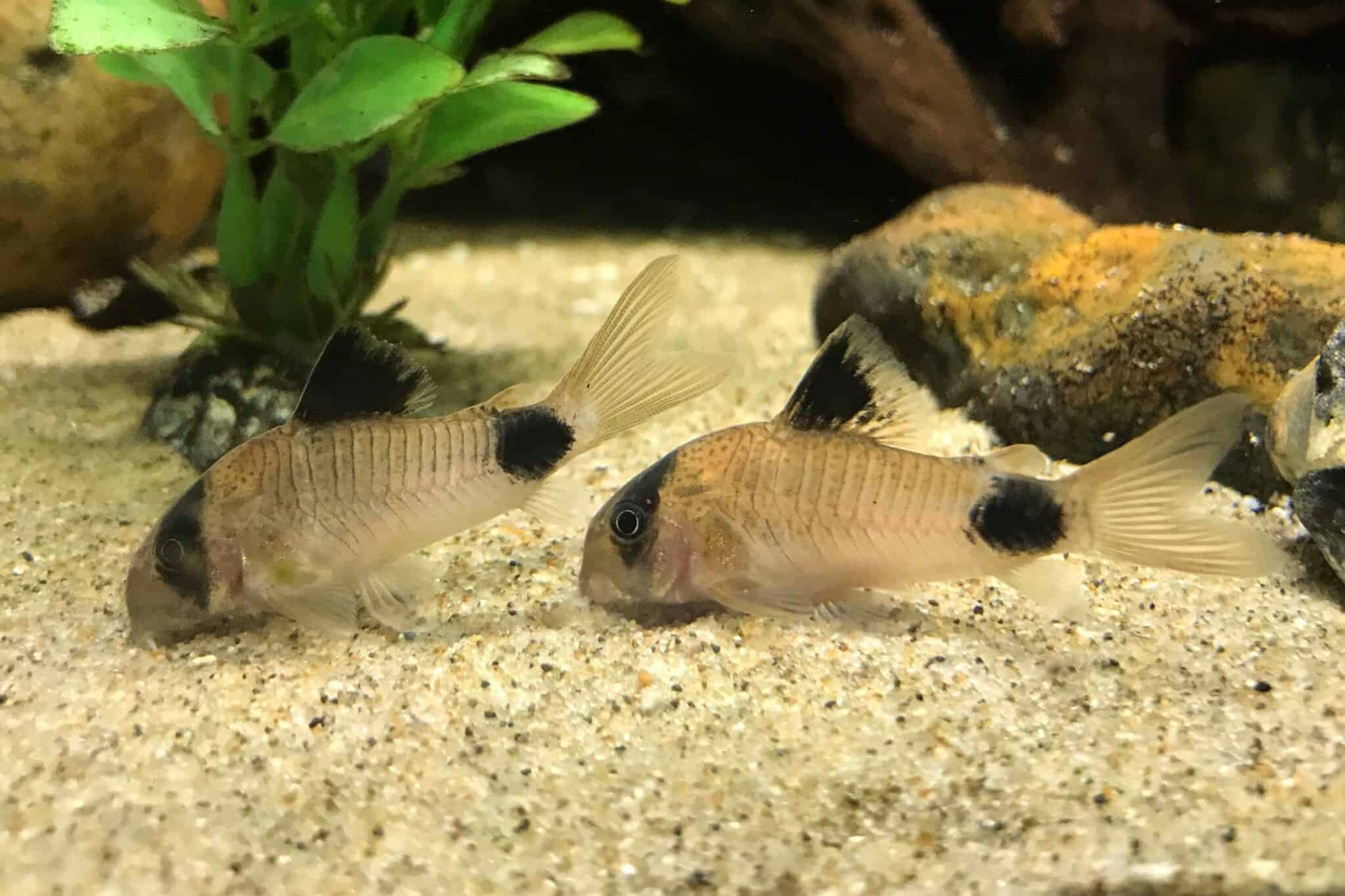 15 Best Cory Catfish Types for Your Aquarium