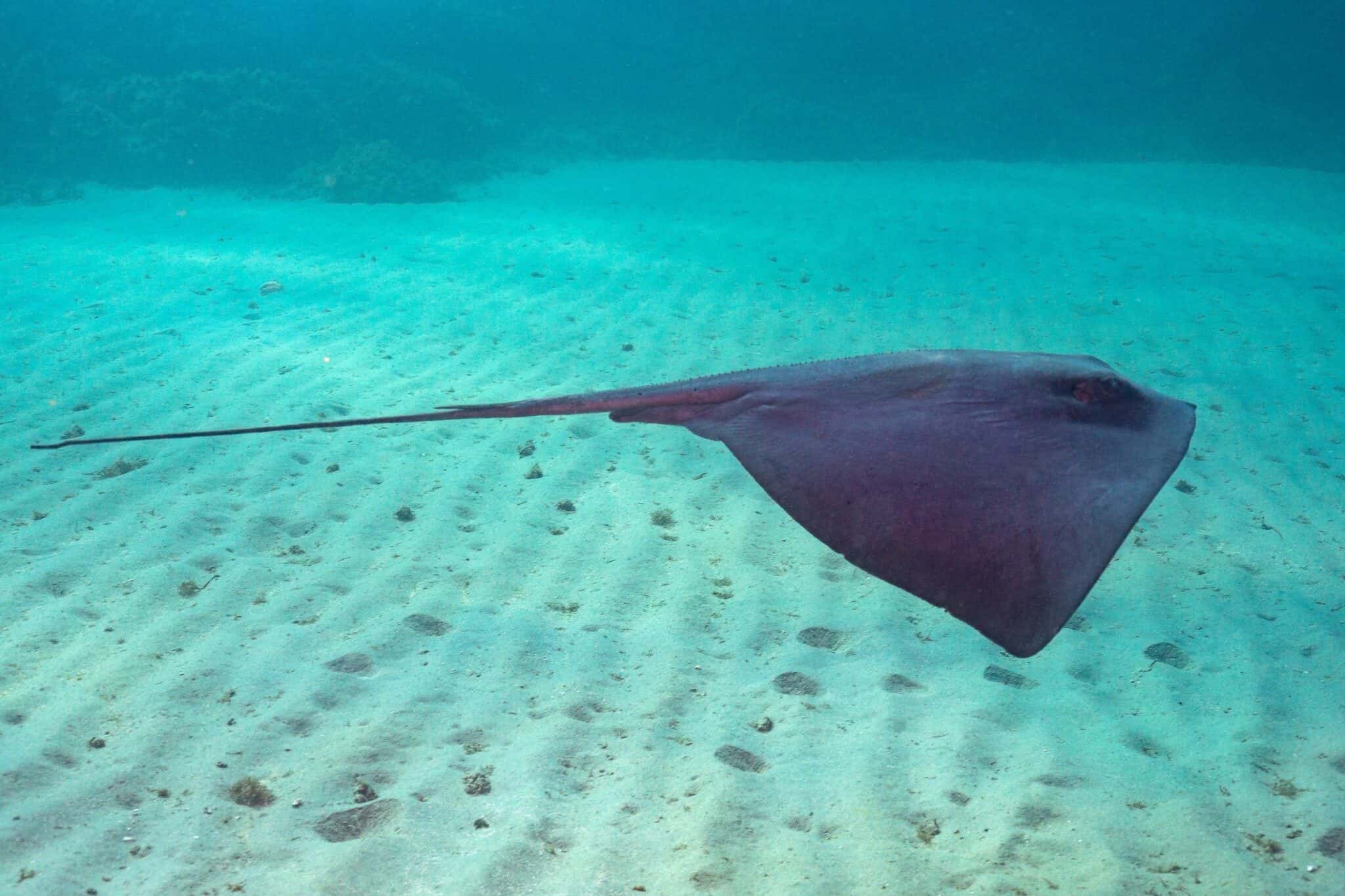 44 Different Types of Rays: Identification Guide