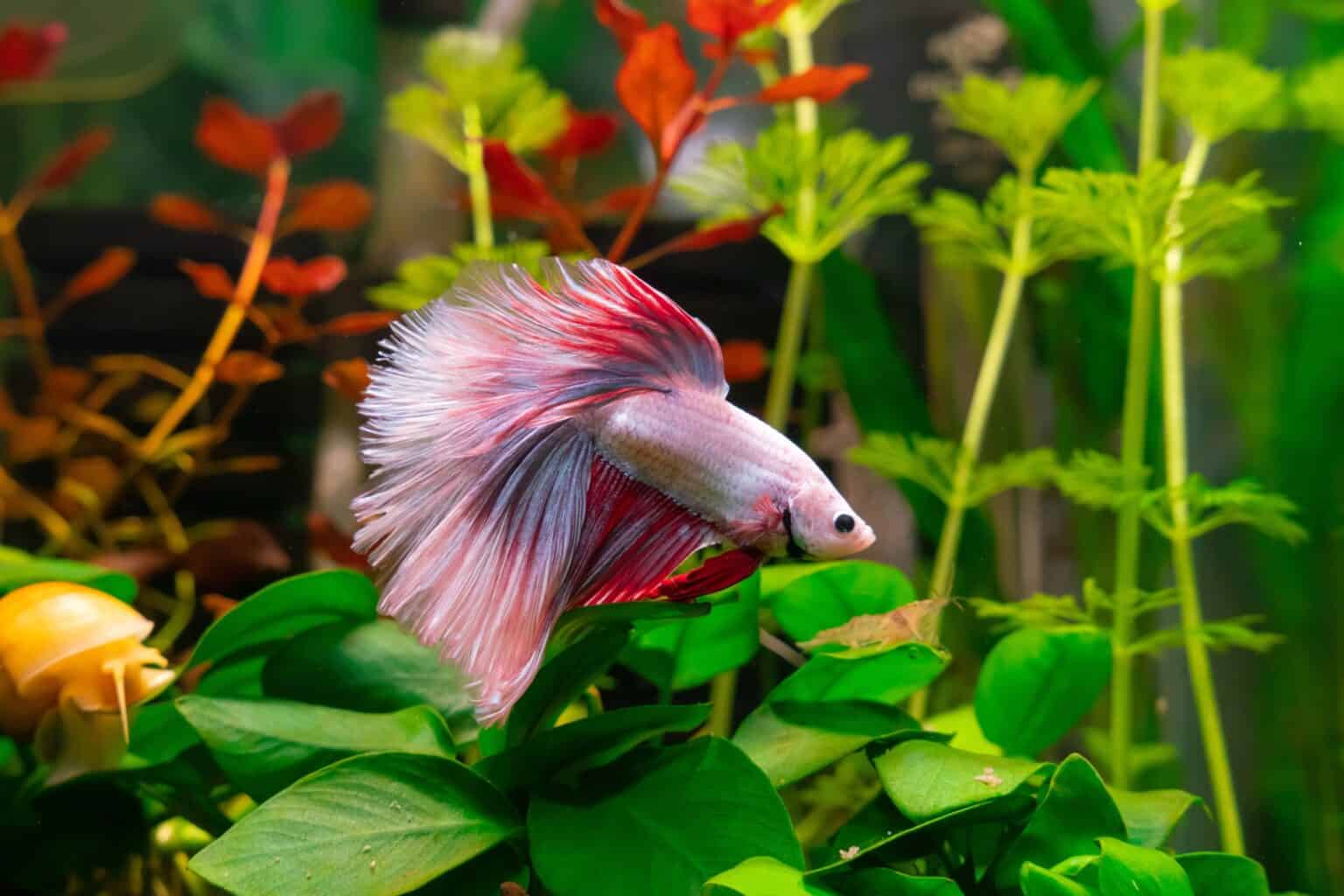 Ideal Water Temperature for Betta Fish: A Definitive Guide
