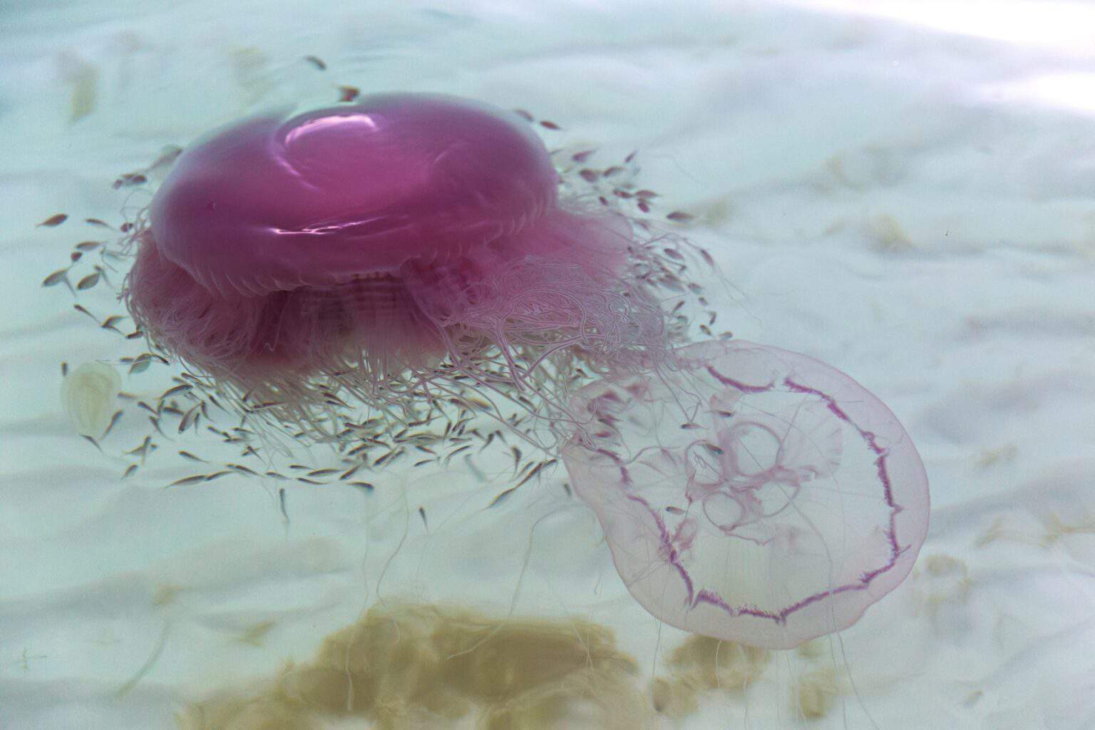 11 Different Jellyfish Colors Explained