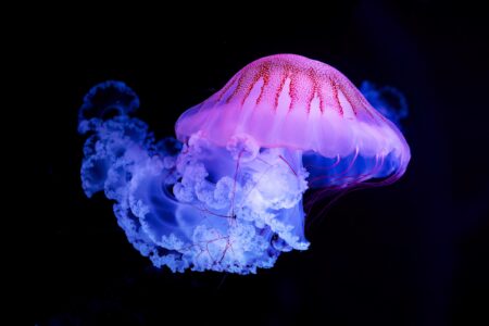 11 Different Jellyfish Colors Explained
