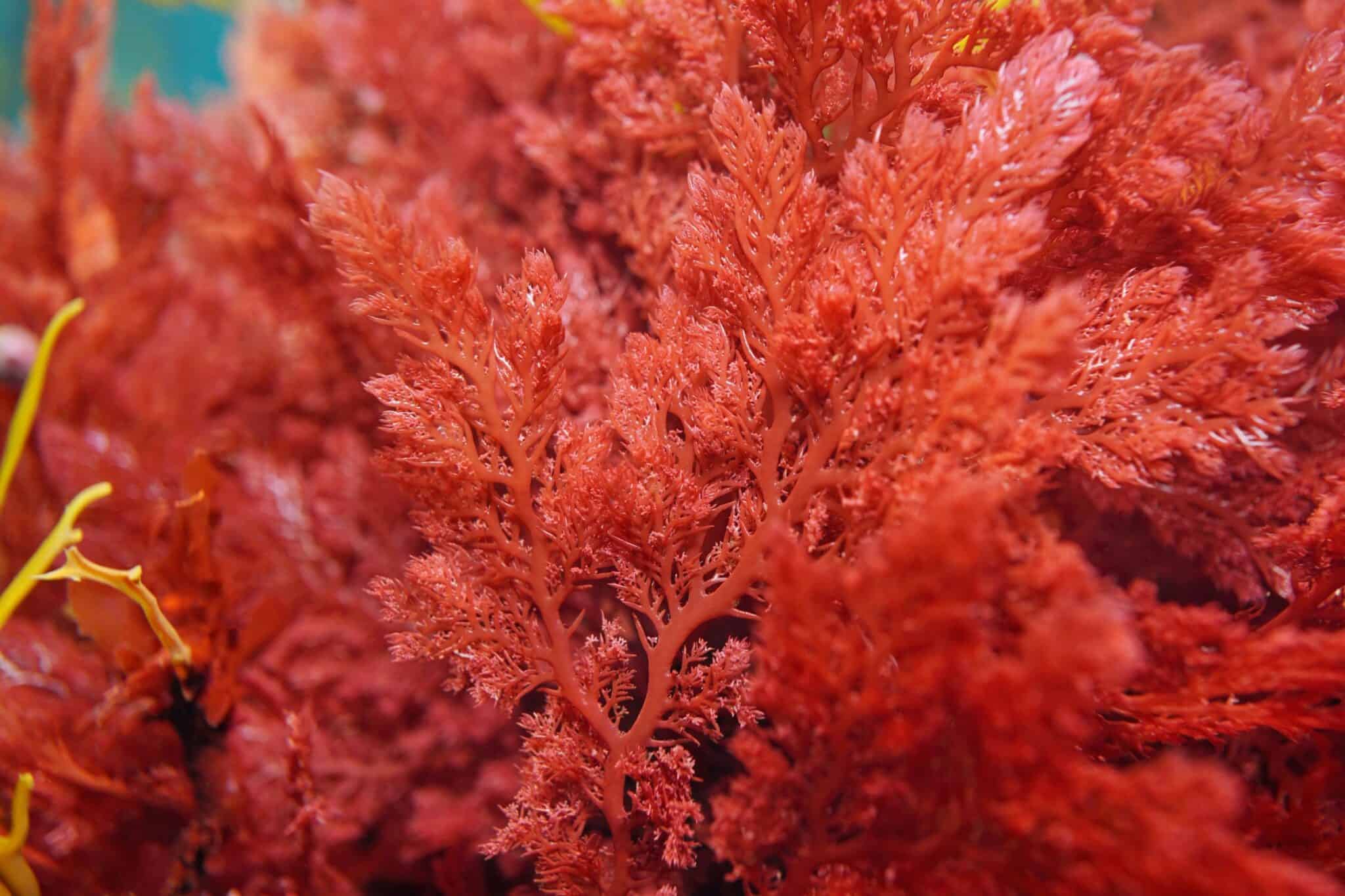 18 Different Types of Ocean Plants