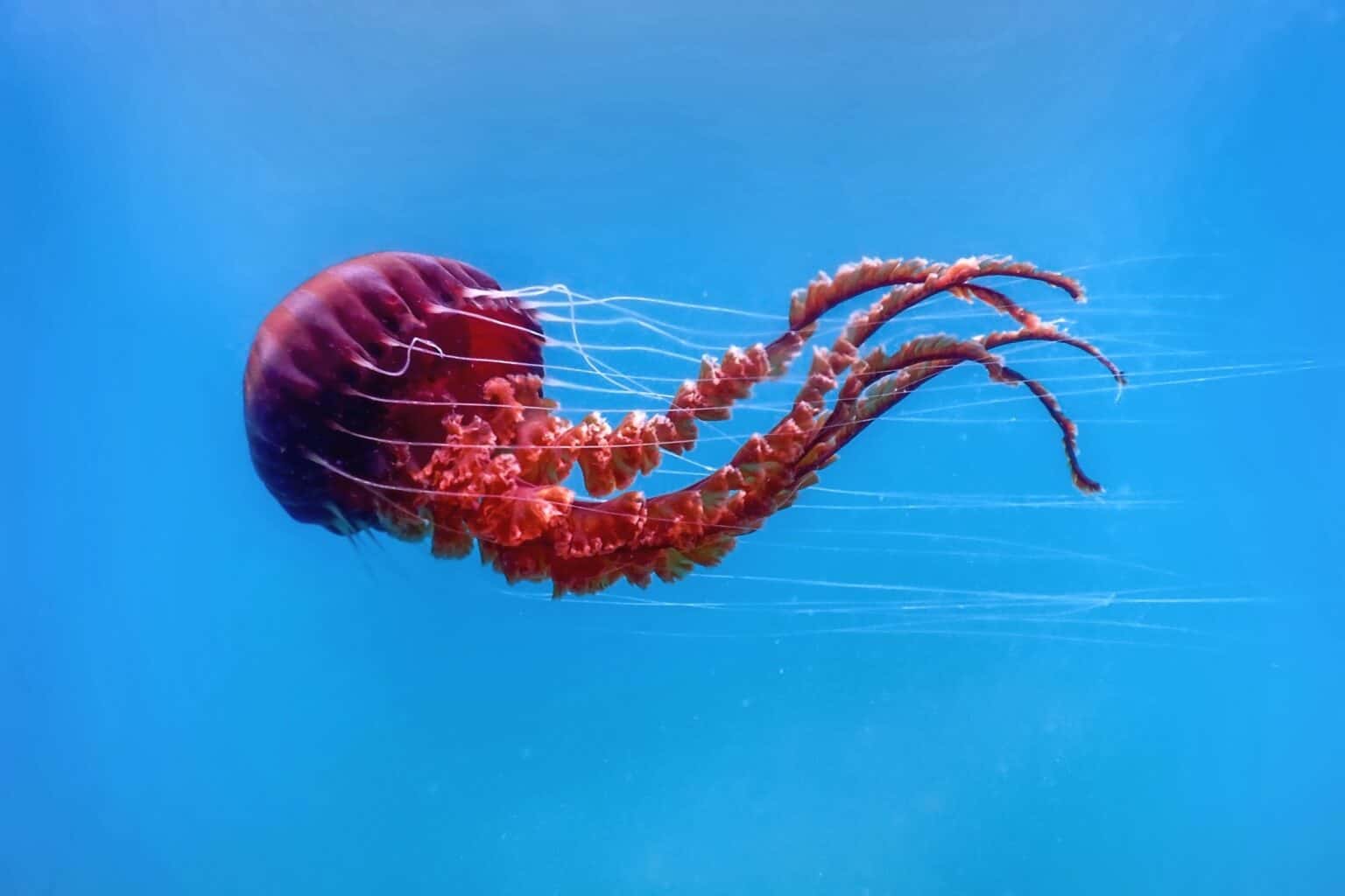 11 Different Jellyfish Colors Explained