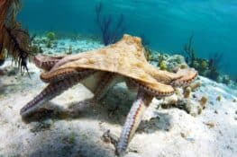 Octopus Brain & Intelligence: How Smart Are Octopuses?