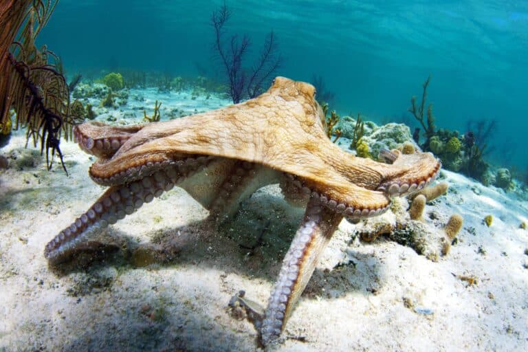 Octopus Brain & Intelligence: How Smart Are Octopuses?