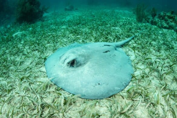 44 Different Types of Rays: Identification Guide