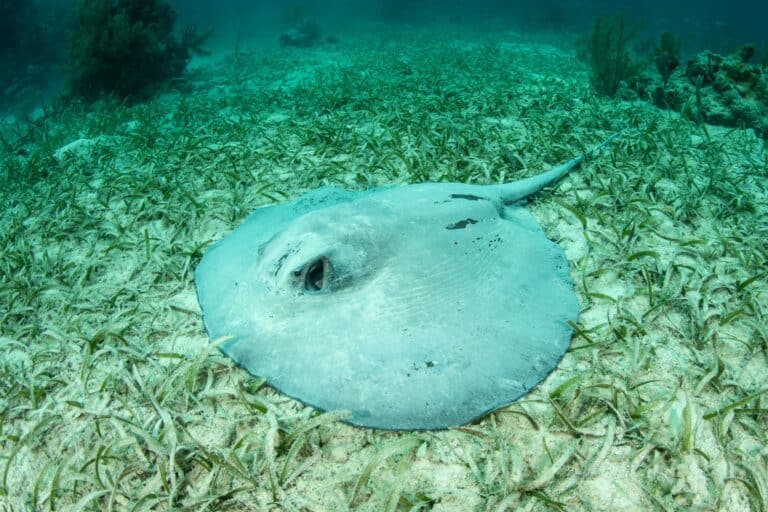 44 Different Types of Rays: Identification Guide