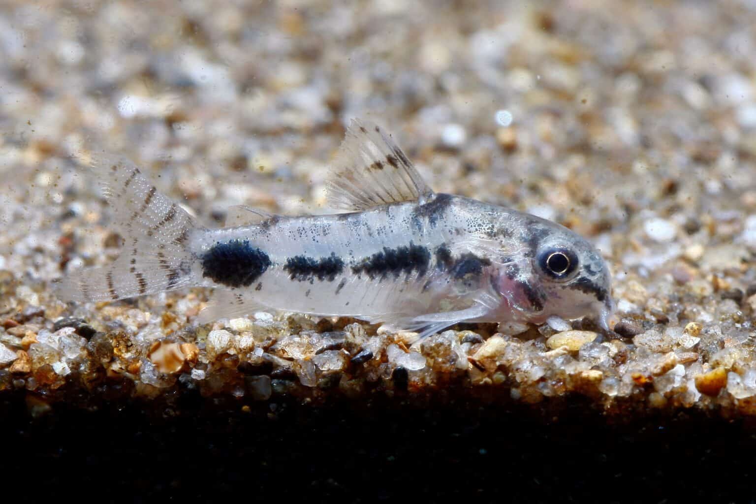 15 Best Cory Catfish Types for Your Aquarium