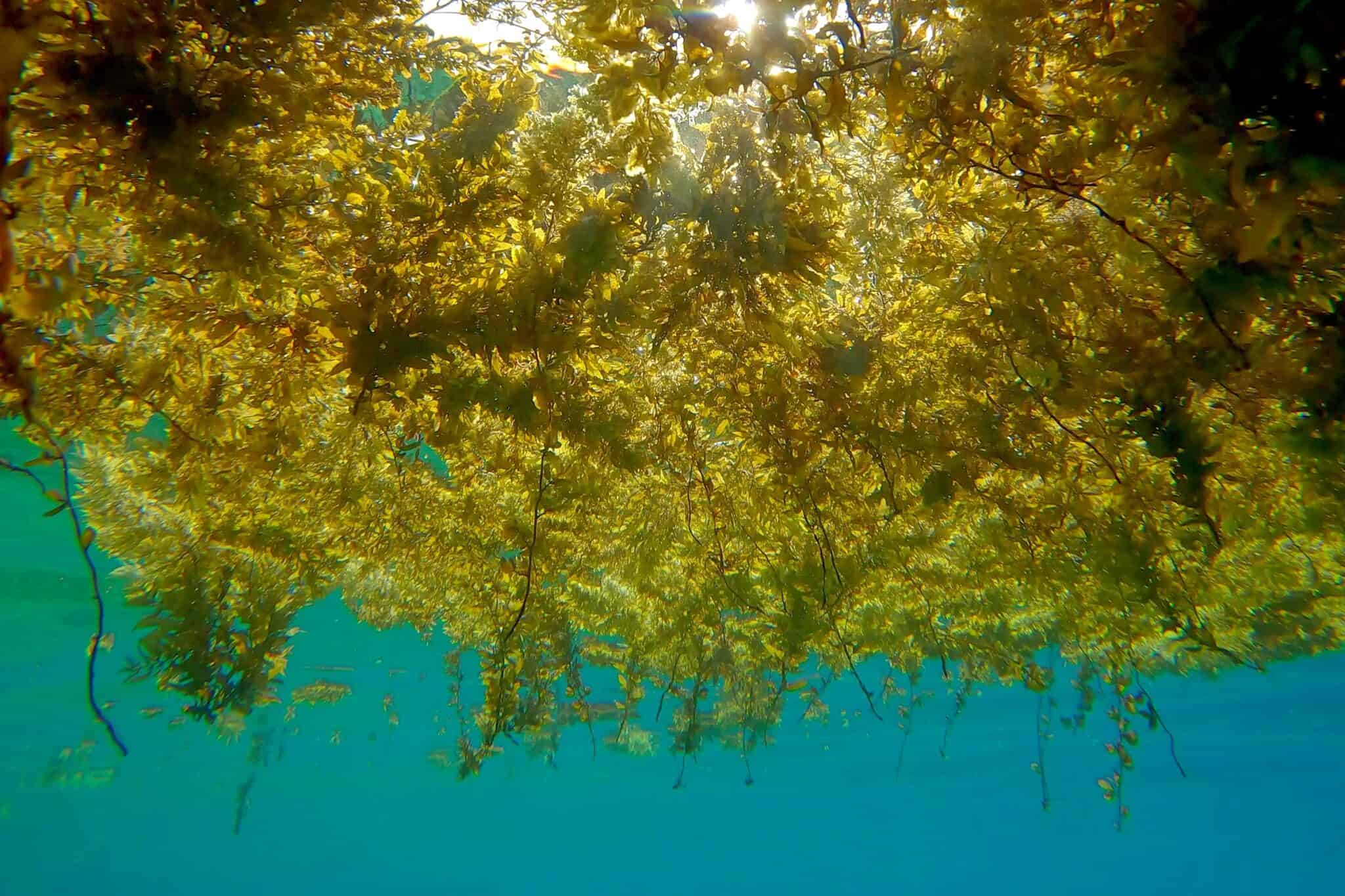 18 Different Types of Ocean Plants